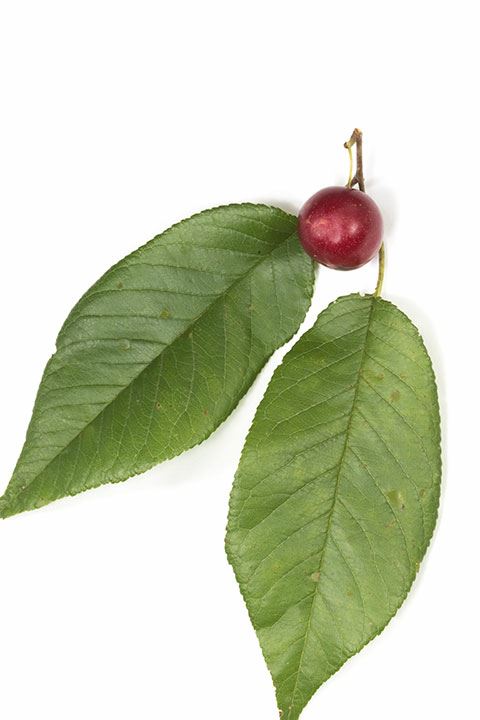 Prunus munsoniana - wild goose plum | State Botanical Garden of Kentucky