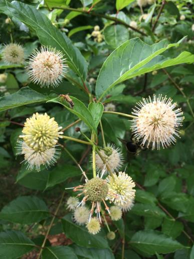 Cephalanthus occidentalis - Buttonbush | State Botanical Garden of Kentucky