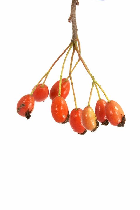 Crataegus marshallii - Parsley hawthorn | State Botanical Garden of ...