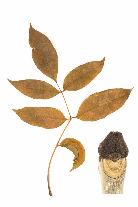 Fraxinus profunda - Pumpkin Ash | State Botanical Garden of Kentucky