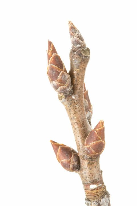 Prunus hortulana - hortulan plum | State Botanical Garden of Kentucky