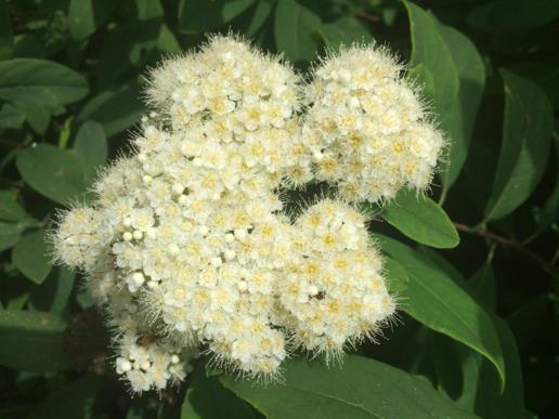 Spiraea virginiana - Virginia meadowsweet | State Botanical Garden of ...