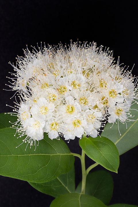Spiraea virginiana - Virginia meadowsweet | State Botanical Garden of ...