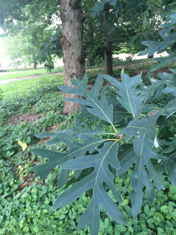 Quercus alba - white oak | State Botanical Garden of Kentucky