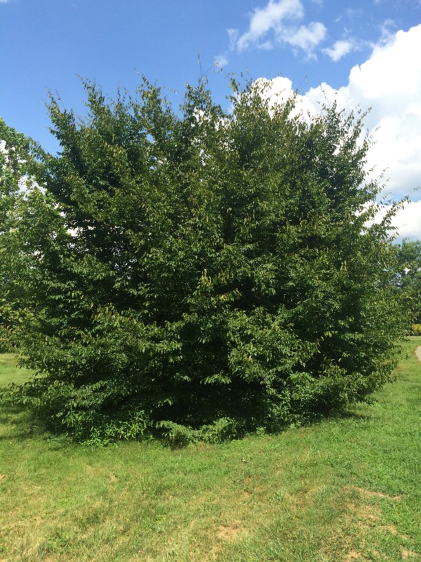 Carpinus caroliniana - American hornbeam, Ironwood | State Botanical ...