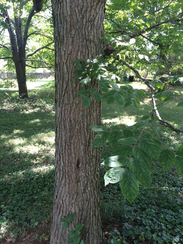 Gymnocladus dioicus - Kentucky coffee tree | State Botanical Garden of ...