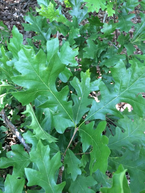 Quercus lyrata - Overcup oak | State Botanical Garden of Kentucky