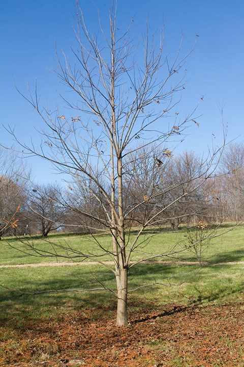 Carya aquatica - Water hickory | State Botanical Garden of Kentucky