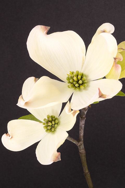 Benthamidia florida - flowering dogwood | State Botanical Garden of ...