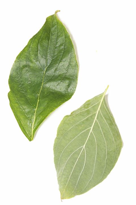 Benthamidia florida - flowering dogwood | State Botanical Garden of ...