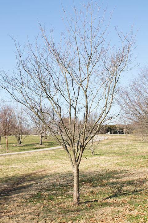 Benthamidia florida - flowering dogwood | State Botanical Garden of ...