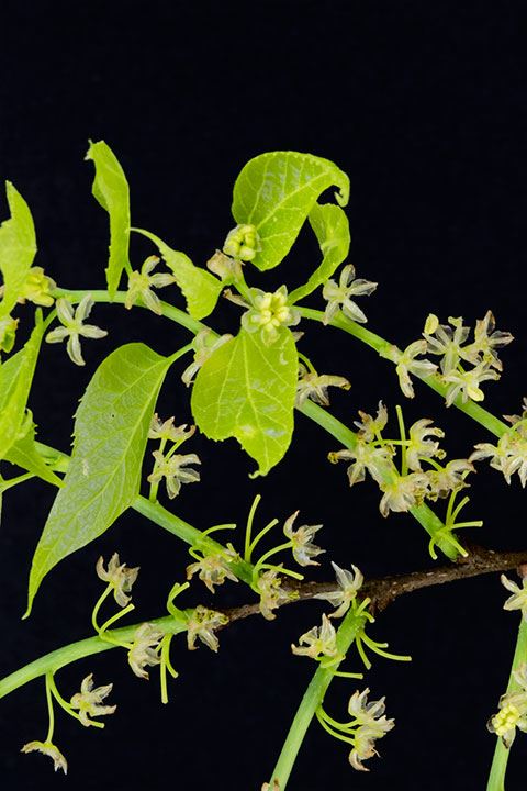 Celtis laevigata - sugarberry, Southern hackberry | State Botanical ...