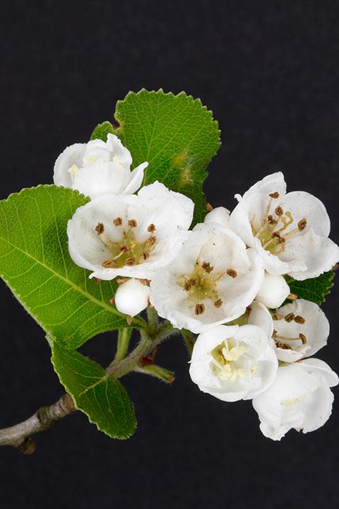 Crataegus crus-galli - cockspur hawthorn | State Botanical Garden of ...