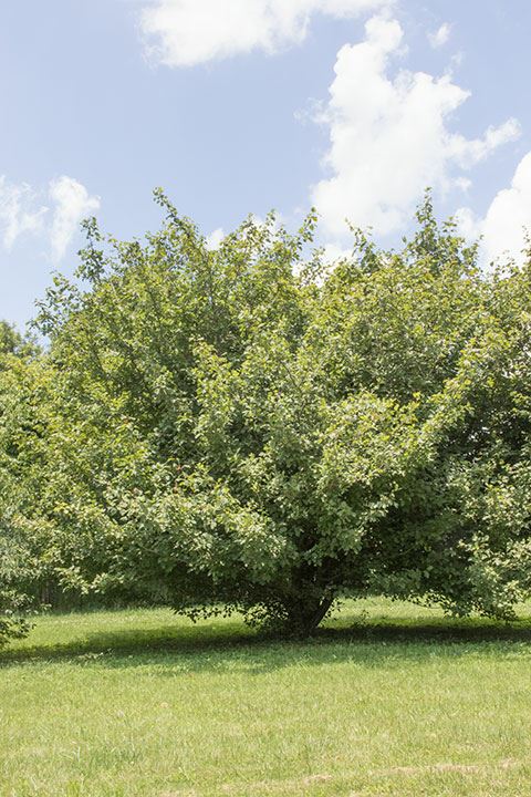 Crataegus mollis - downy hawthorn | State Botanical Garden of Kentucky