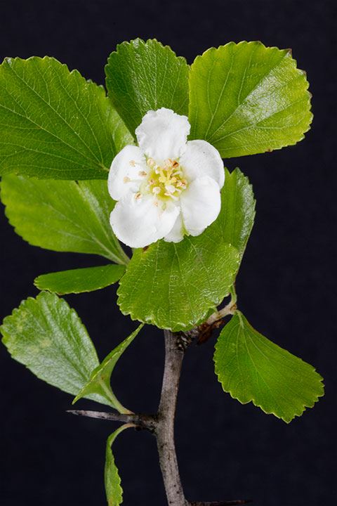 Crataegus uniflora - One-flower hawthorn | State Botanical Garden of ...