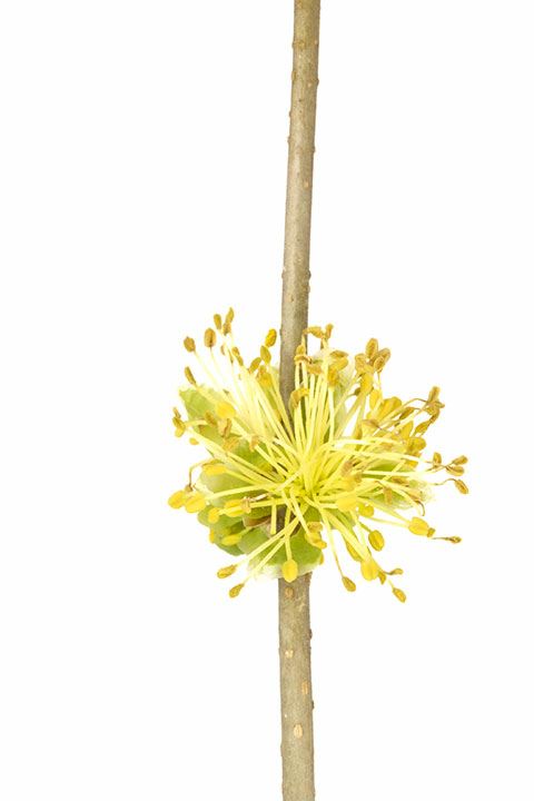 Forestiera acuminata - Swamp privet | State Botanical Garden of Kentucky